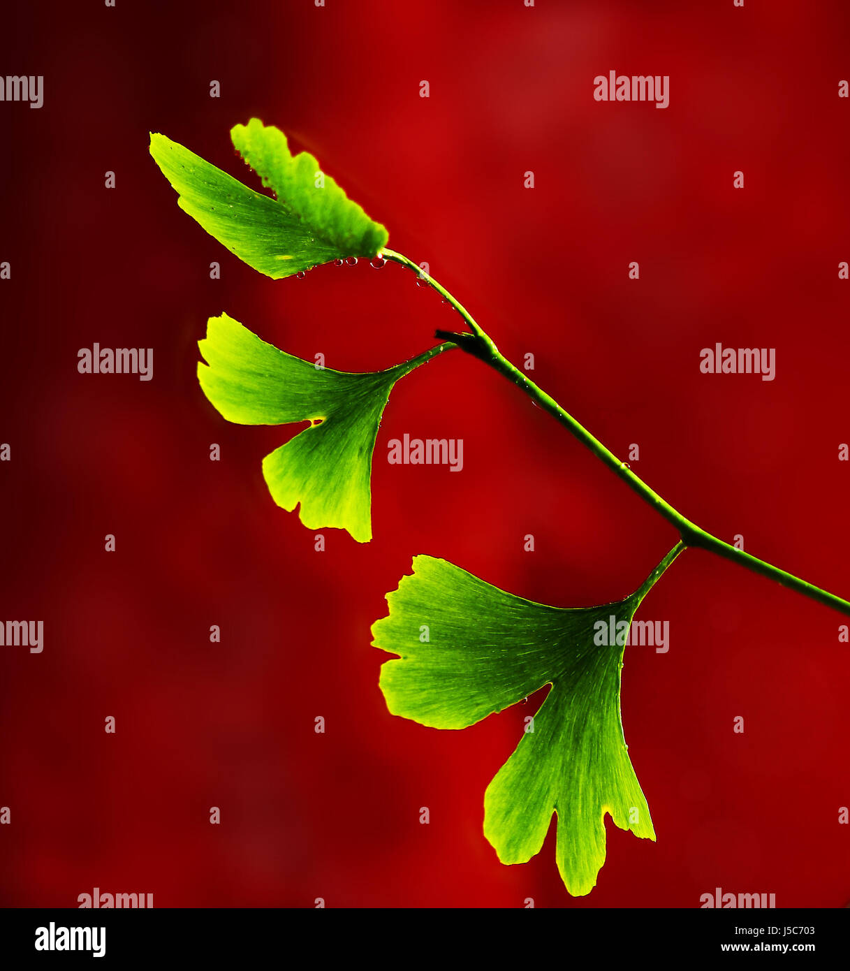 achievement blood medicinal plant brain blood flow page sheet age red ...