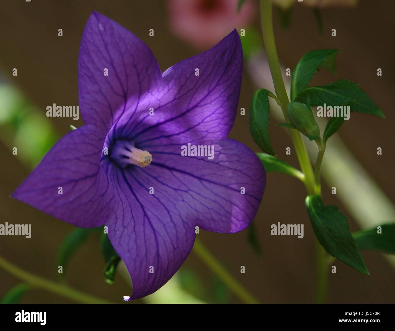 blue macro close-up macro admission close up view garden flower plant ...