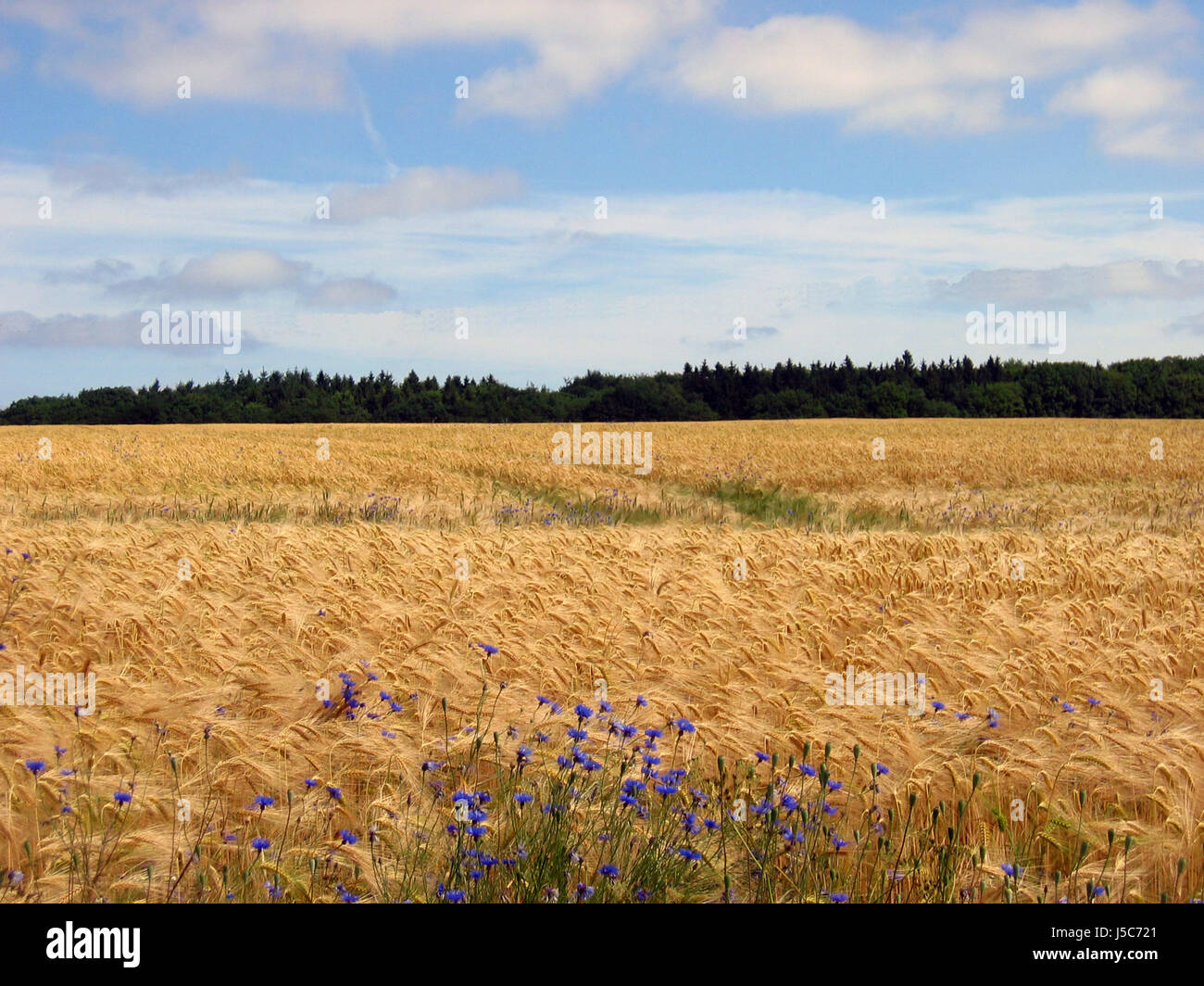 Broad ears hi-res stock photography and images - Alamy