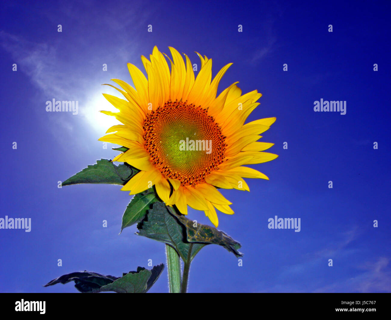 blue shine shines bright lucent light serene luminous flower plant ...
