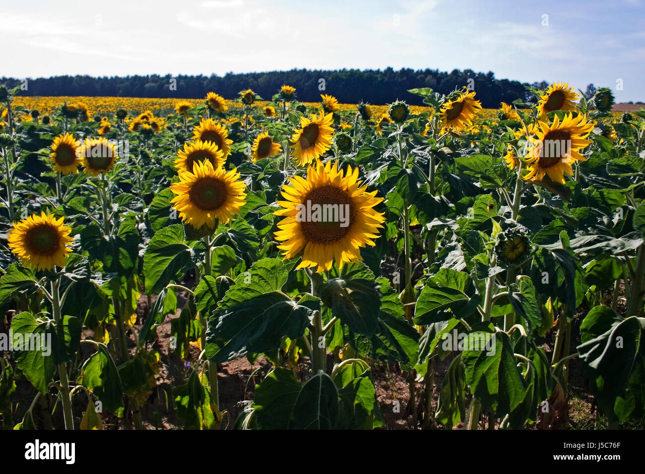 blue shine shines bright lucent light serene luminous flower plant ...