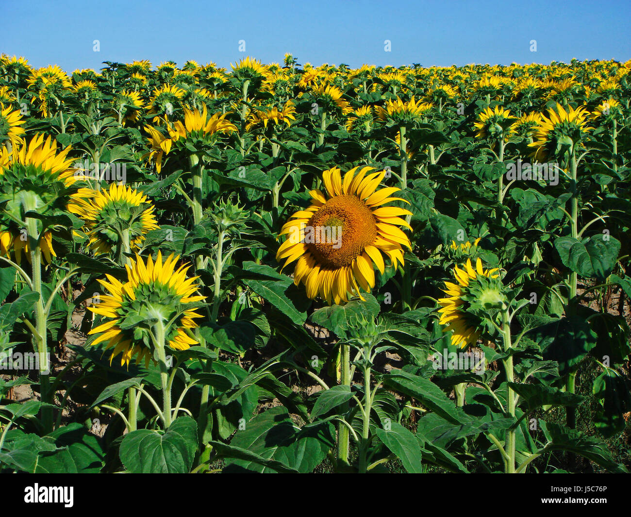 blue shine shines bright lucent light serene luminous flower plant ...
