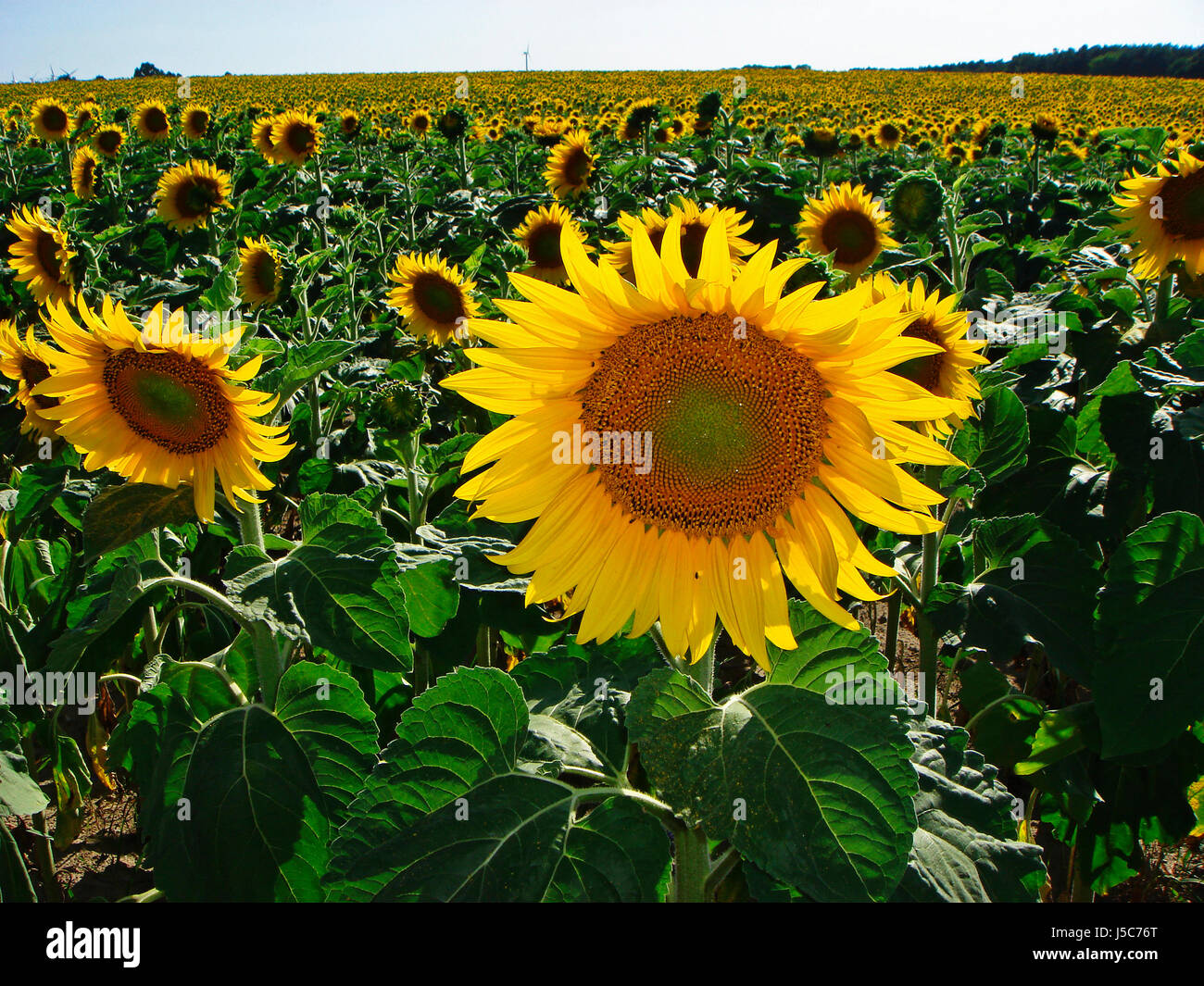 blue shine shines bright lucent light serene luminous flower plant ...