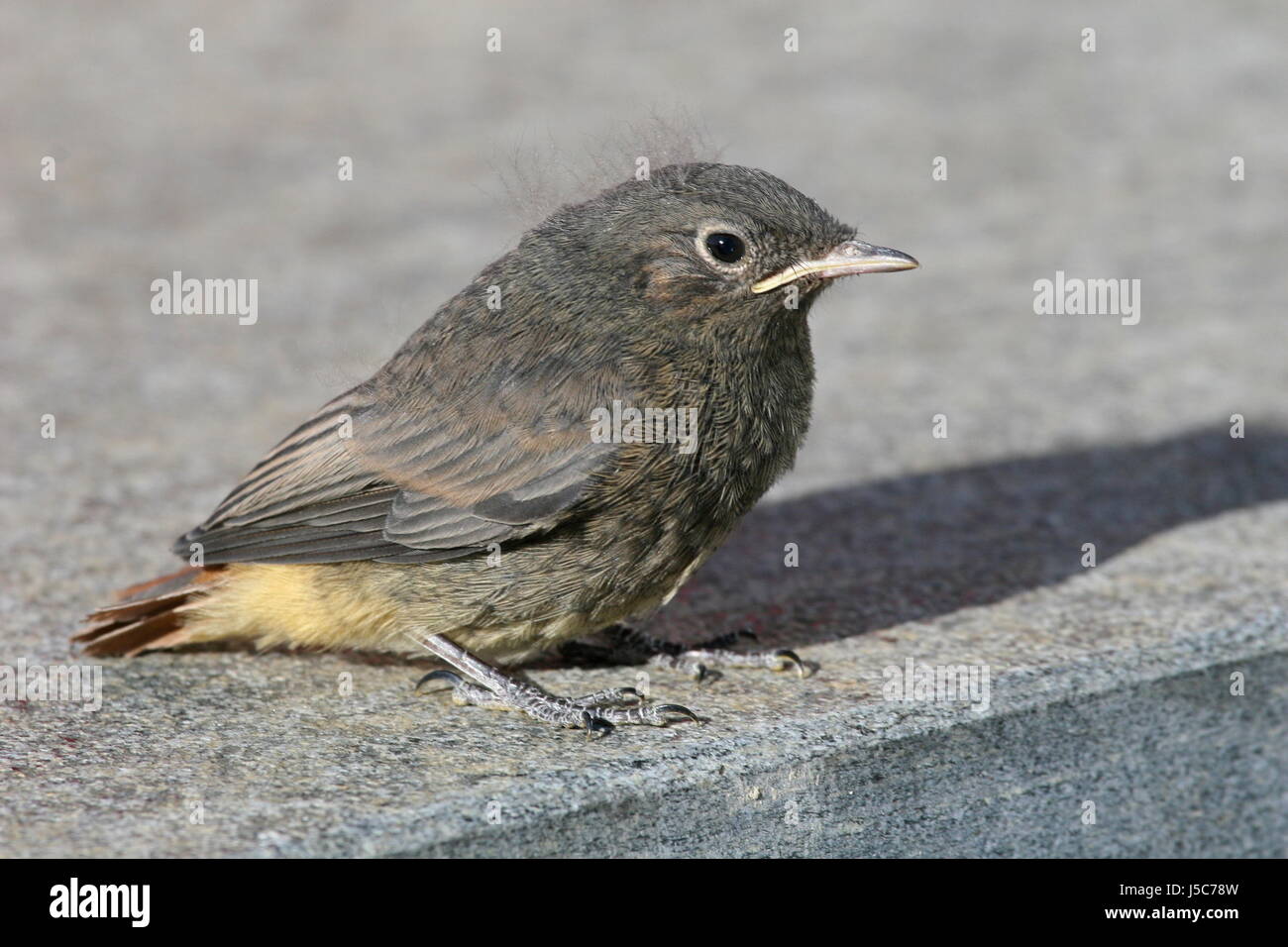 young black redstart (2 Stock Photo - Alamy