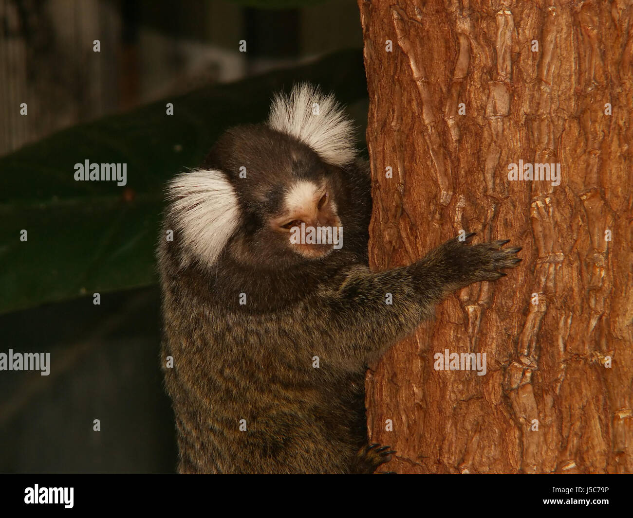 Monkey little monkey hi-res stock photography and images - Alamy