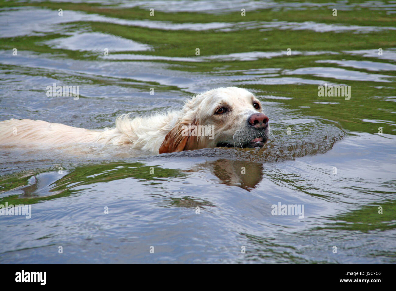 waters animal animals pets dog dogs cooling fresh water lake inland ...
