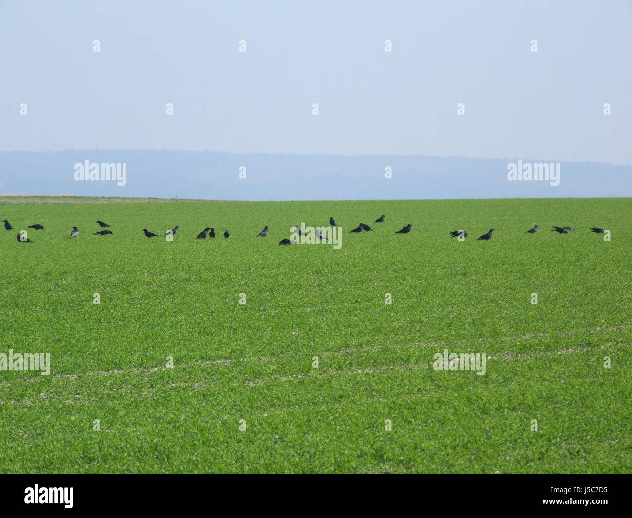 bird green field black swarthy jetblack deep black birds fields crow ...