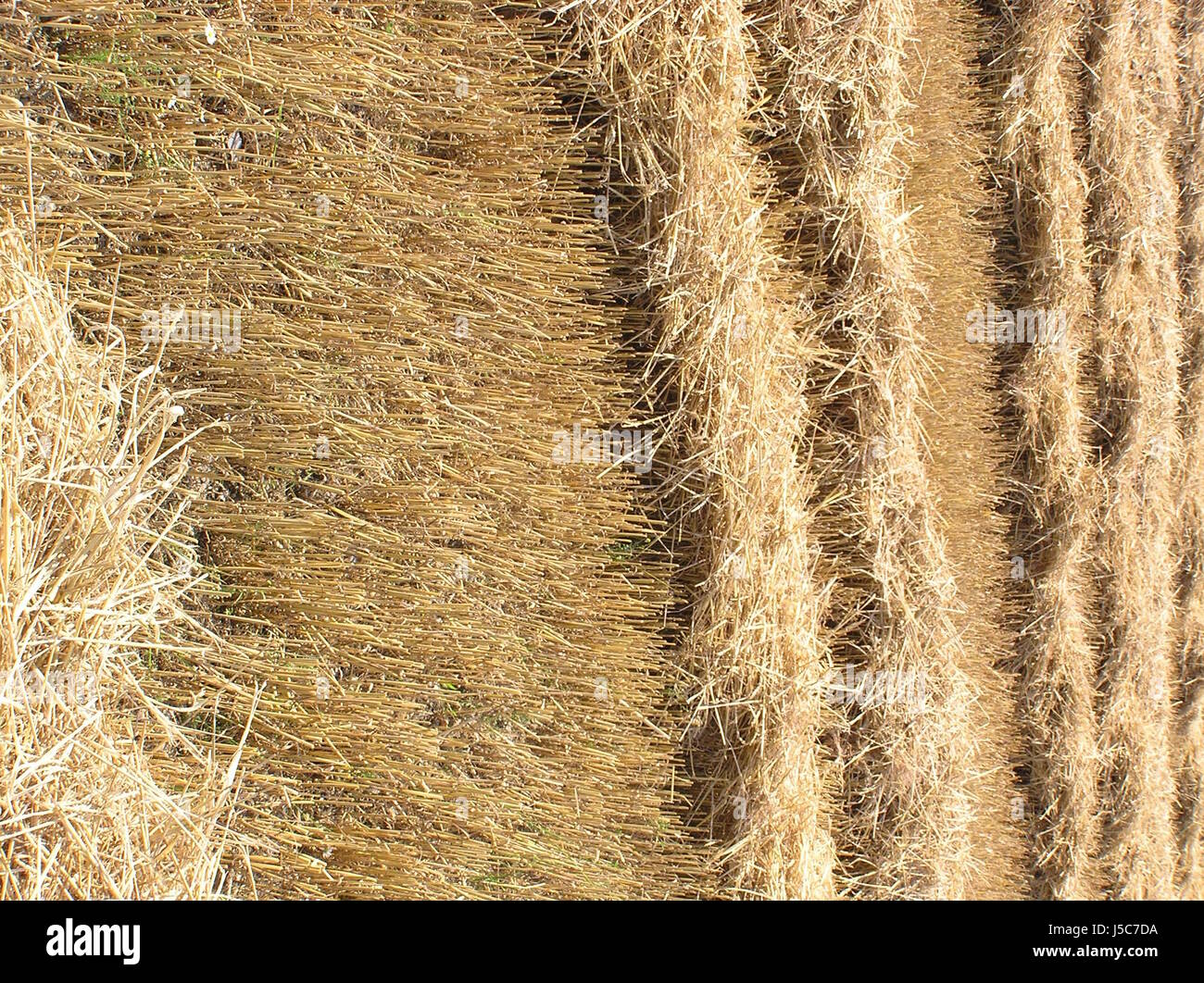 stubble with straw Stock Photo - Alamy