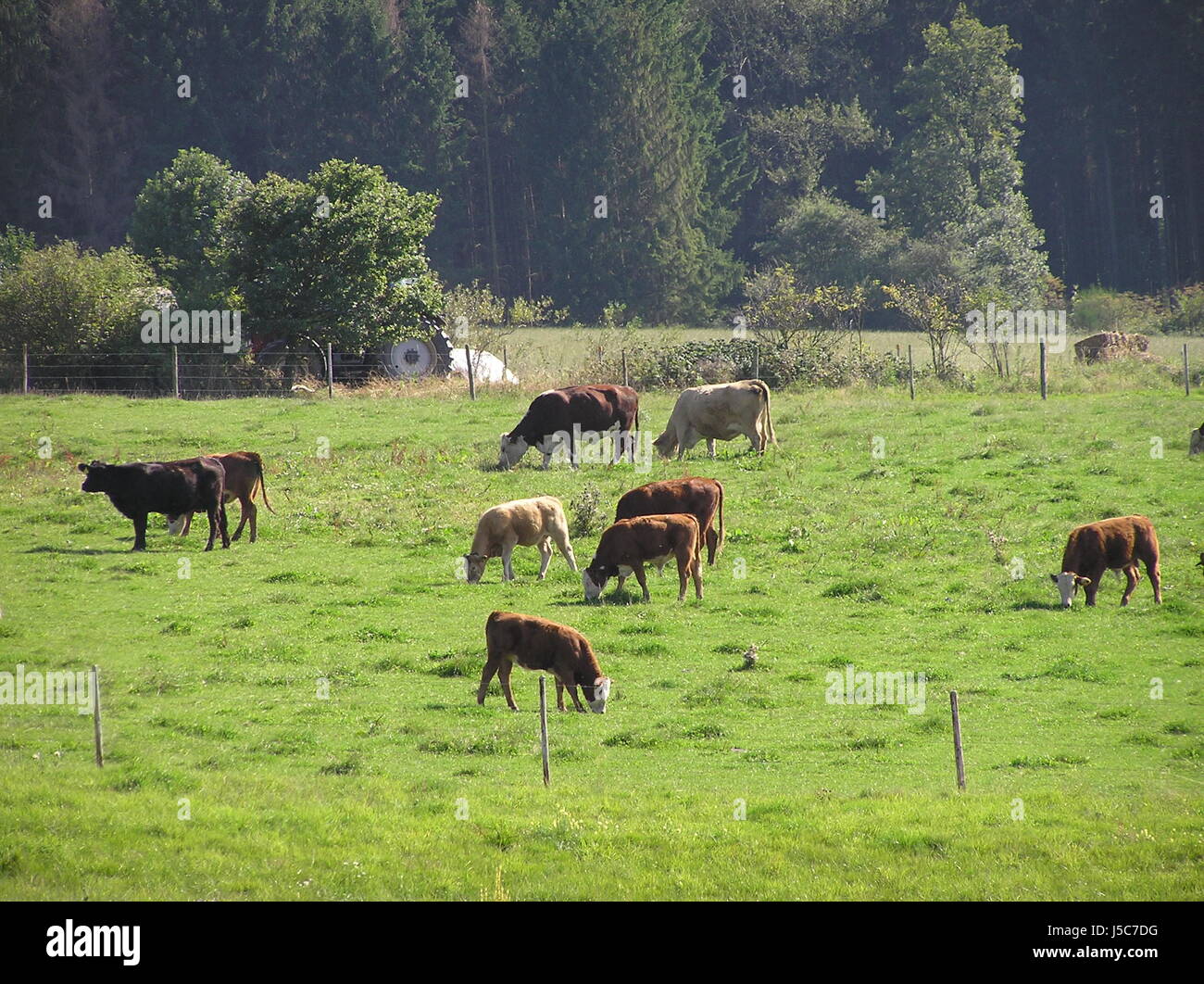 animal mammal green fauna animals agriculture farming mammals meadows ...