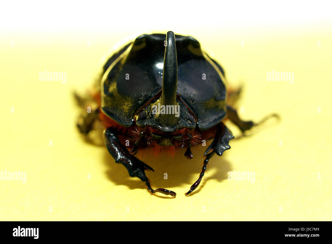 Insect armour hi-res stock photography and images - Alamy