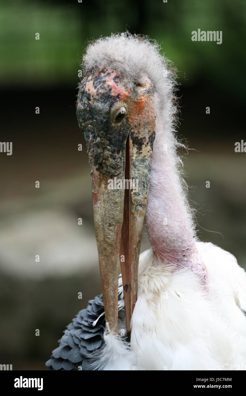 bird birds feathers beak scavenger feathering striking beaks marabou ...