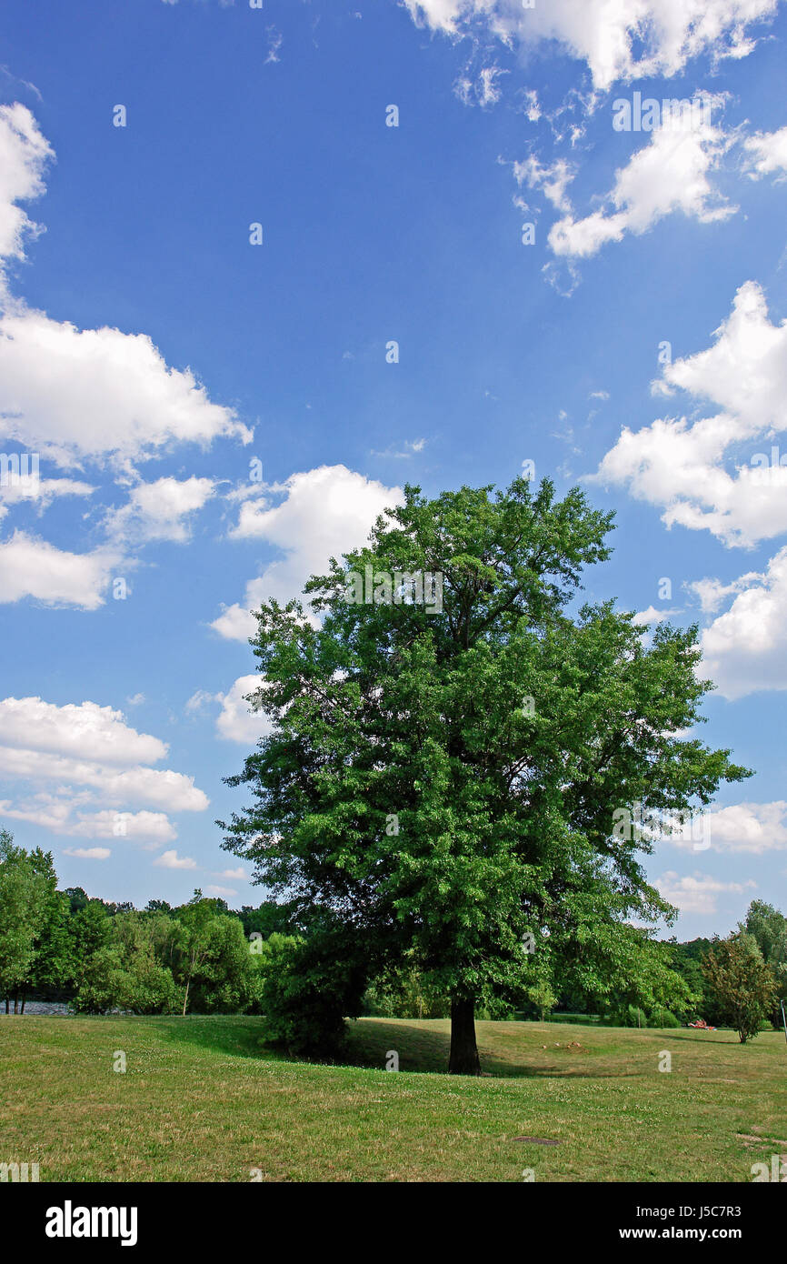 blue tree trees green summer summerly day in summer shady meadow ...