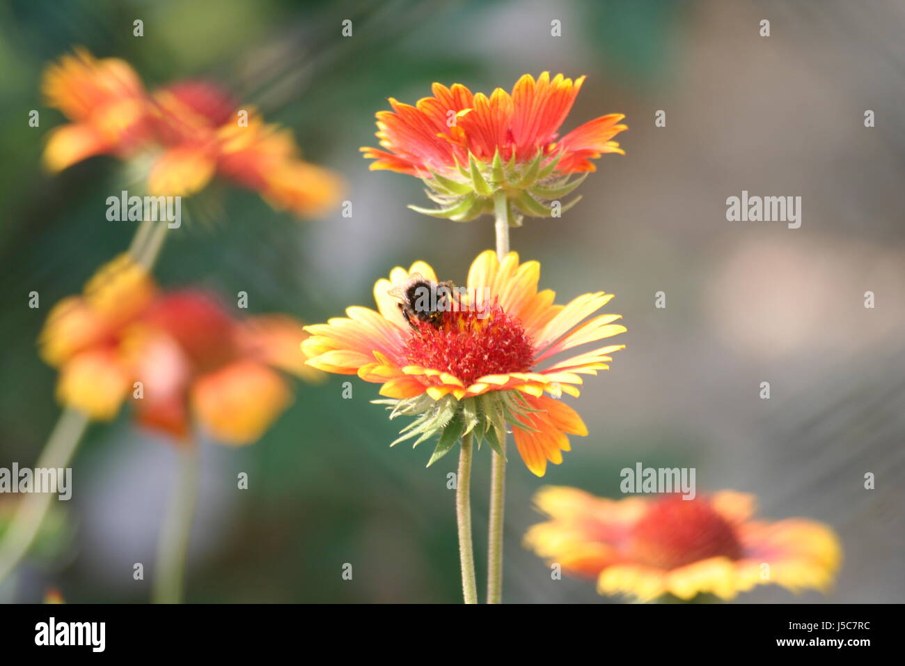 garden flight animal insect flower plant green bumblebee nectar gardens fly Stock Photo - Alamy