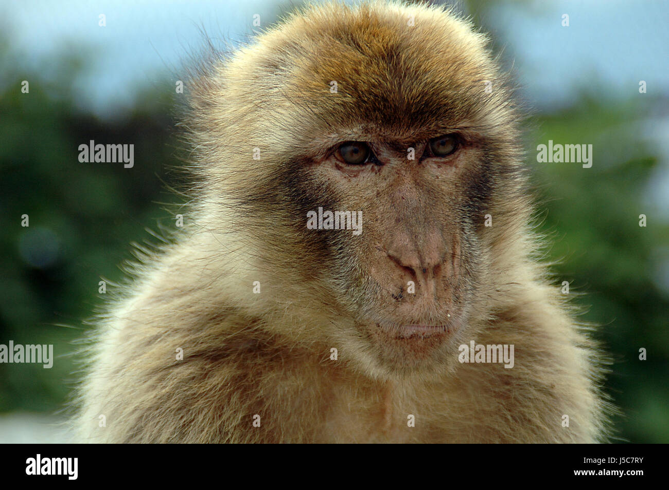 Nose monkey hi-res stock photography and images - Alamy