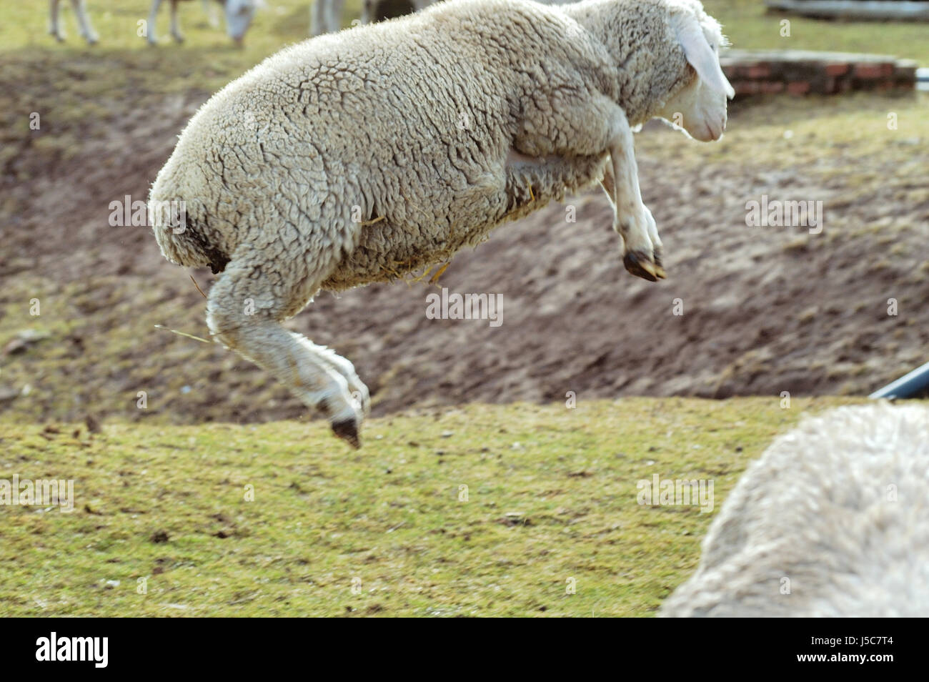 flies animal animals spring bouncing bounces hop skipping frisks ...