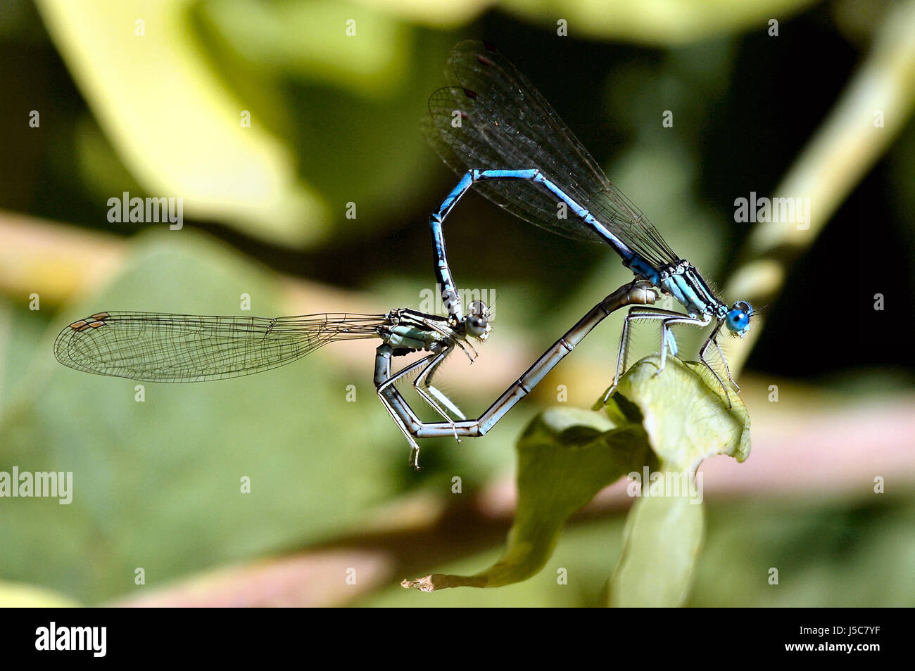 insects animals wing dragonfly mating mate nature binsenjungfer lestes ...