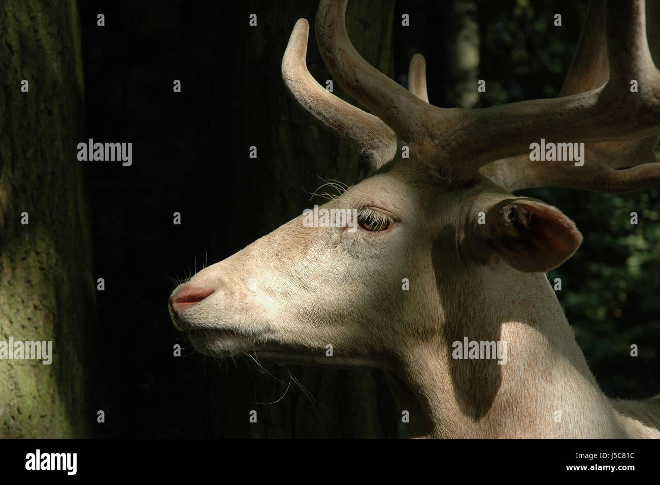 portrait eyes ears skin shovel horns bast phloem ruminant fallow deer ...