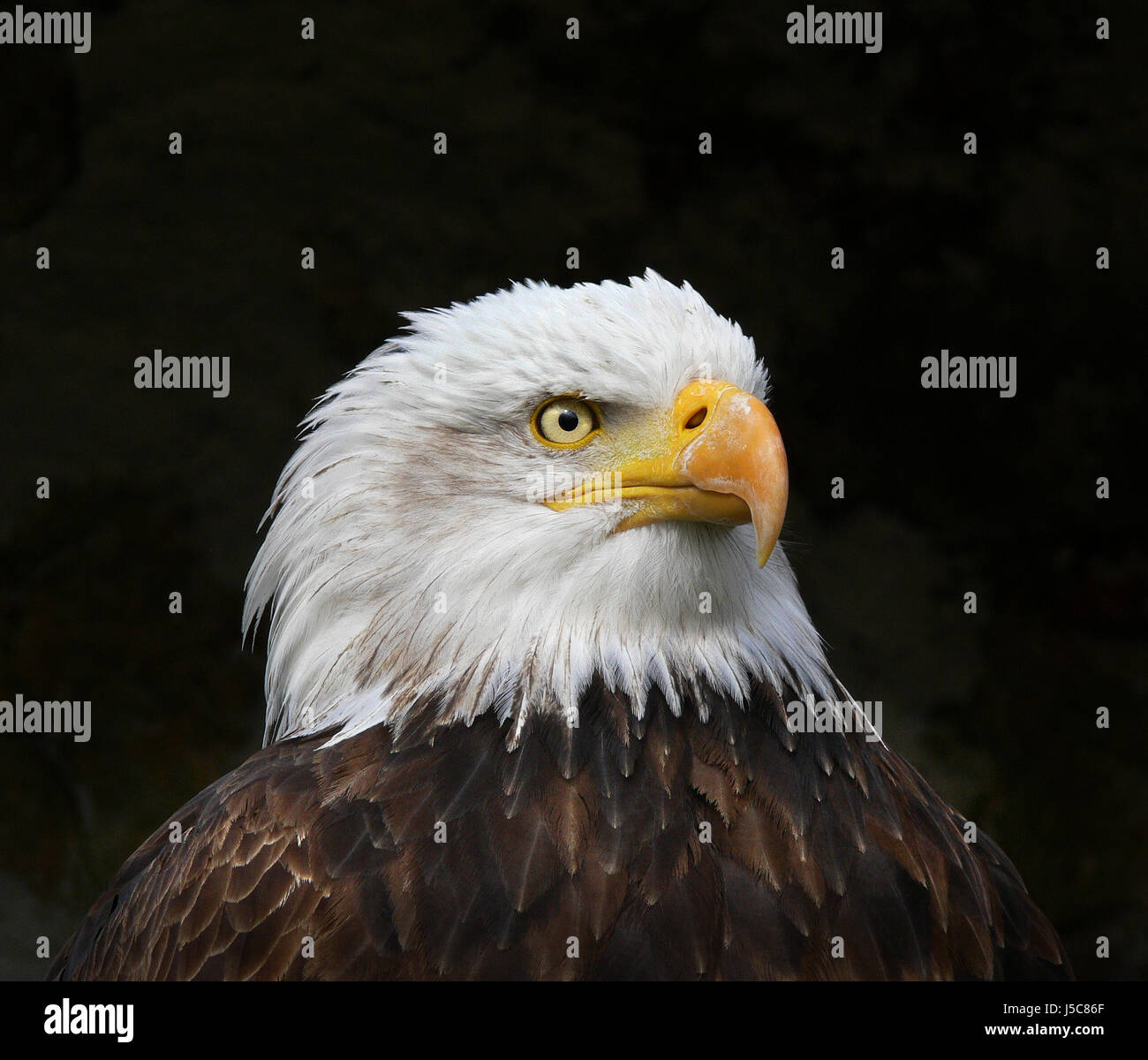 raptor eagle eye organ raptor birds of prey claws eagle weikopfseeadler ...