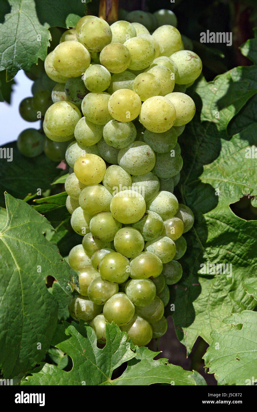 vitamins vitamines grapes harvest vintage vineyard vines fruit grape ...