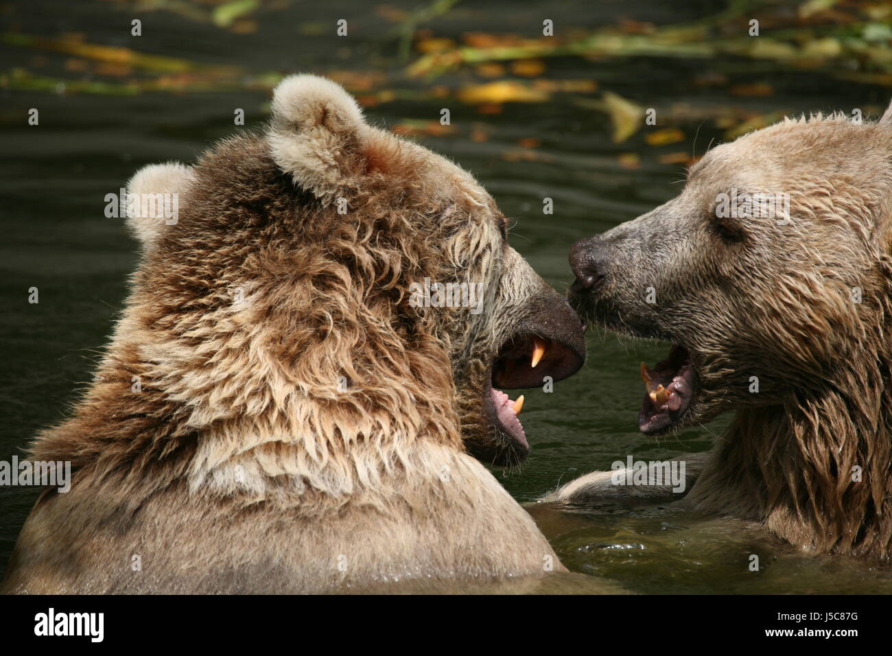 Bear baiting High Resolution Stock Photography and Images - Alamy