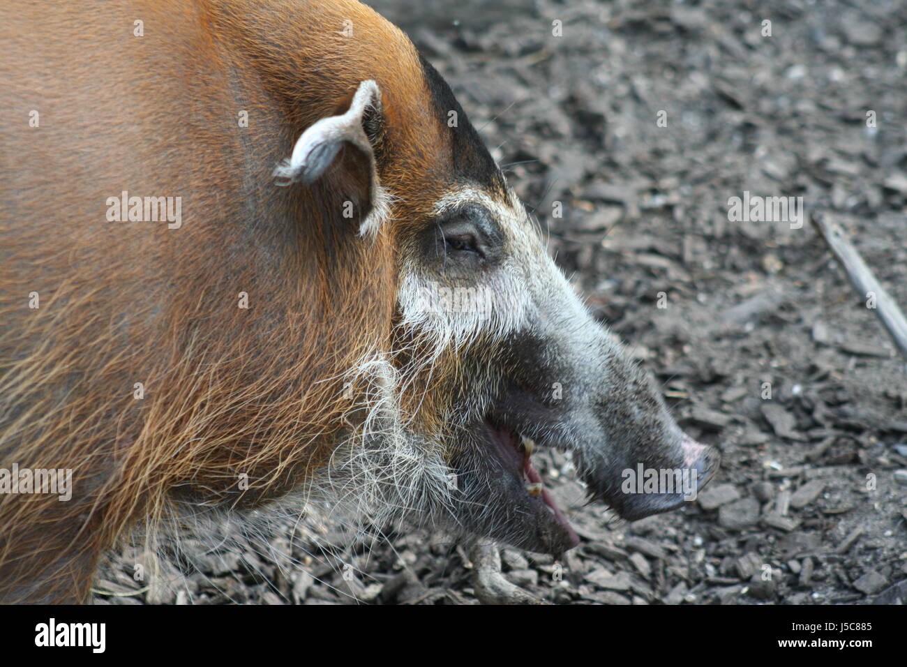 Buschschwein hi-res stock photography and images - Alamy