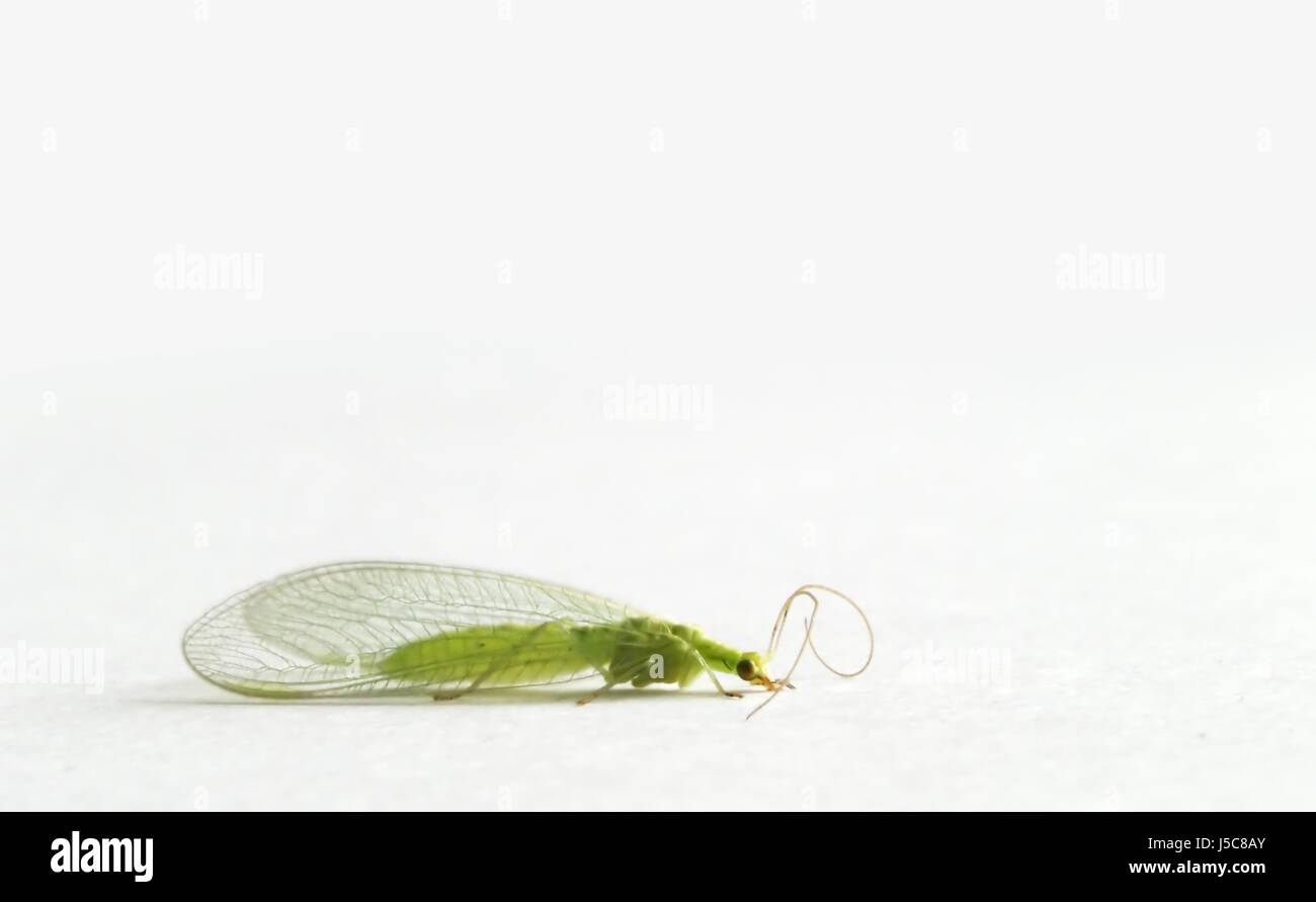 Lacewing flies hi-res stock photography and images - Alamy
