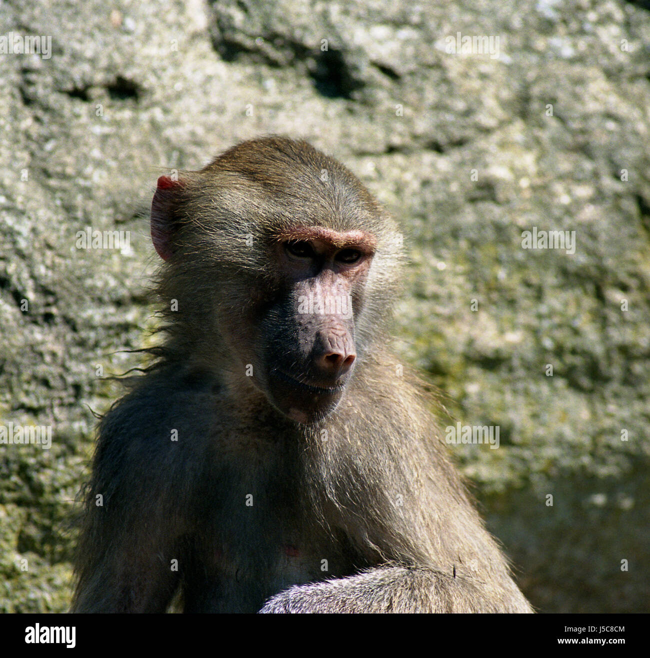 meditative animal monkey beastly mimic art thinker baboon human ...