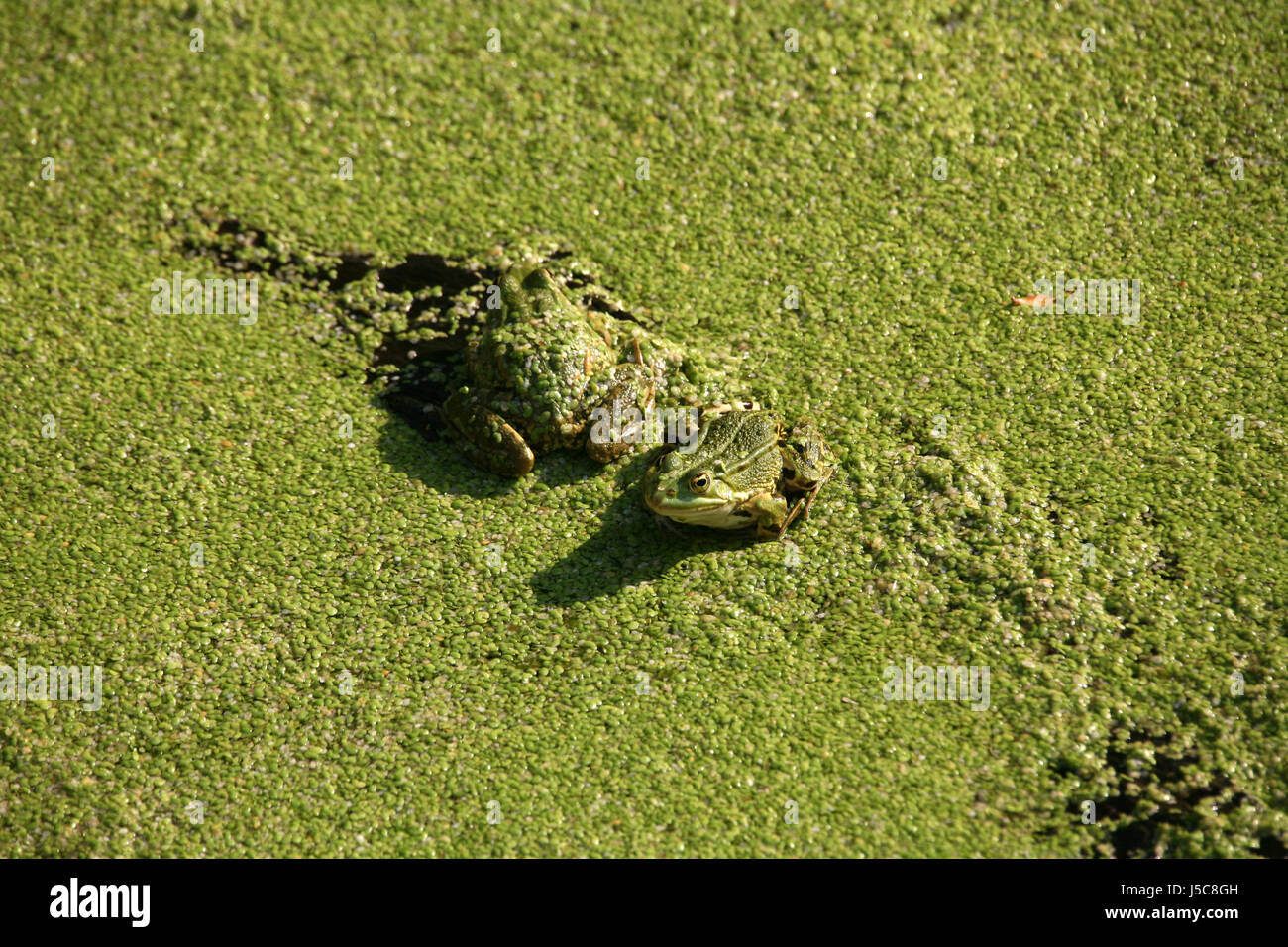amphibian green wet frog frogs squawk quack water wasserfrosch ...