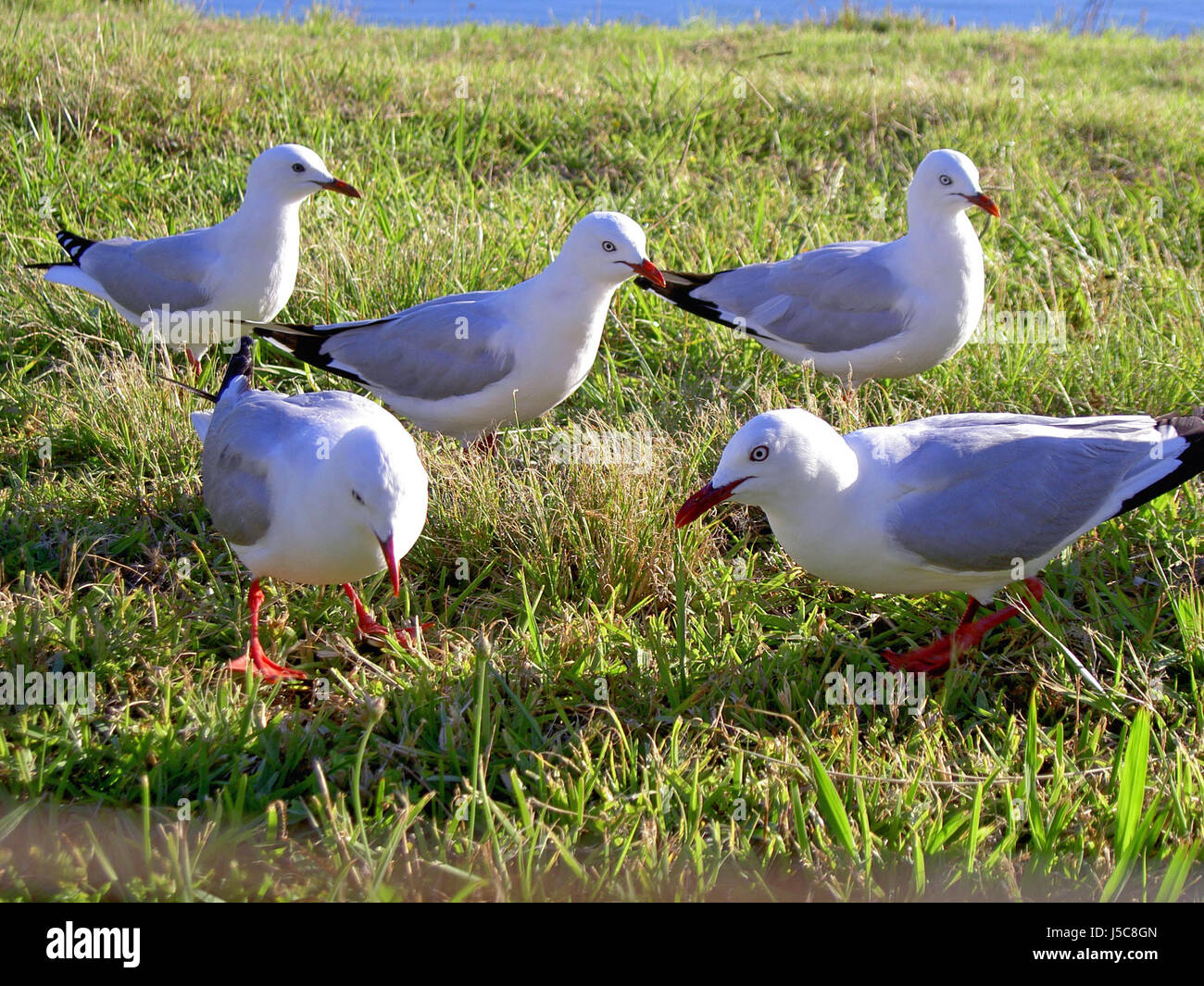 Five bird hi-res stock photography and images - Alamy