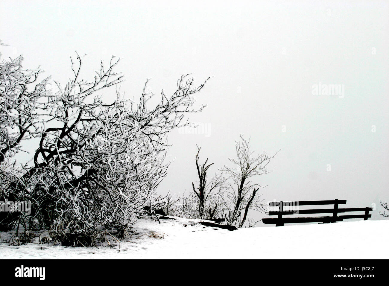 tree trees winter cold blank european caucasian ice loneliness seasons ...
