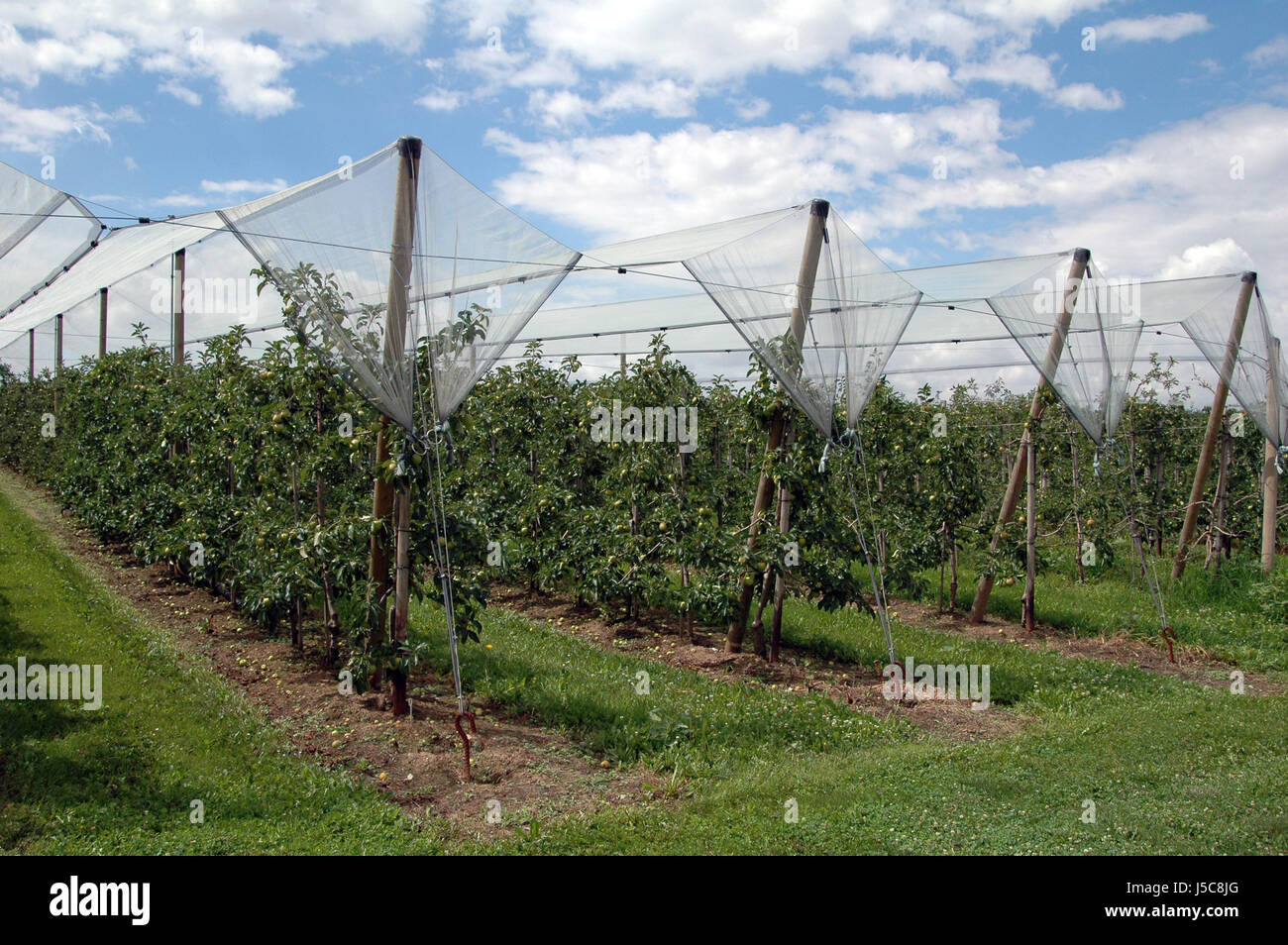 tree trees plant leaves apple tree fruit apples apple pole protect ...