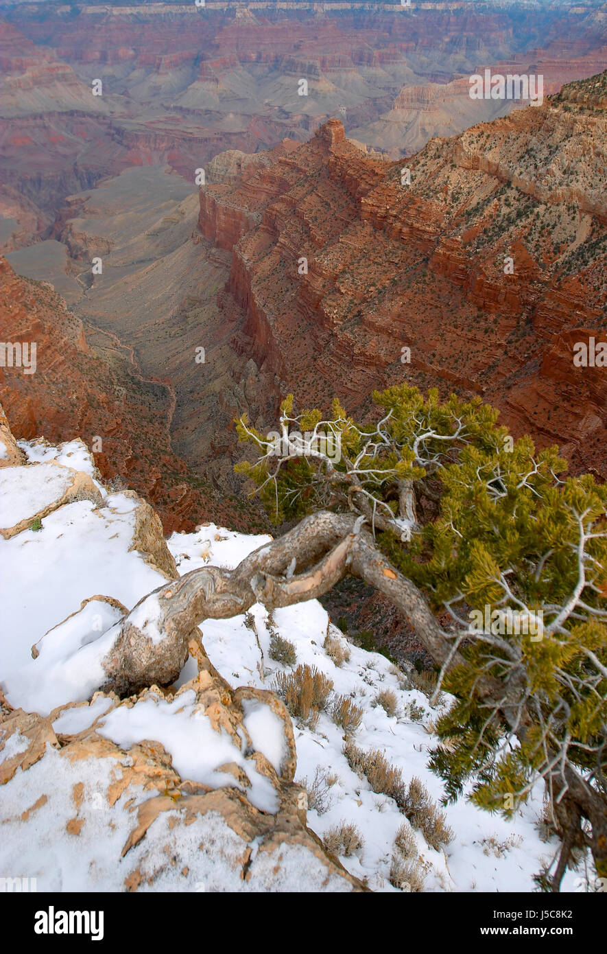 big large enormous extreme powerful imposing immense relevant tree ...