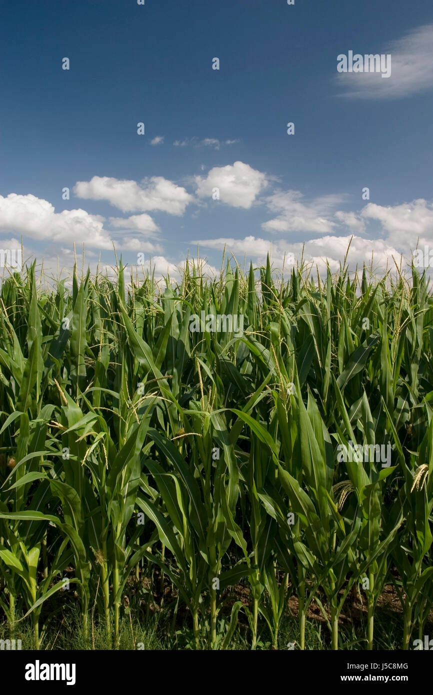 blue fodder green agriculture farming summer summerly energy power ...
