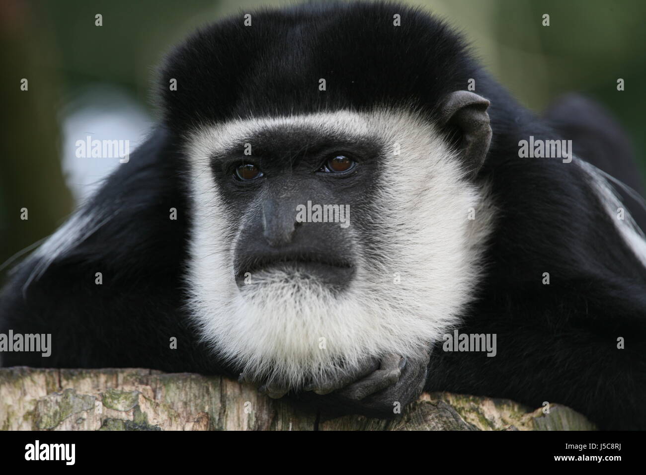 animal africa monkey black swarthy jetblack deep black blank european ...