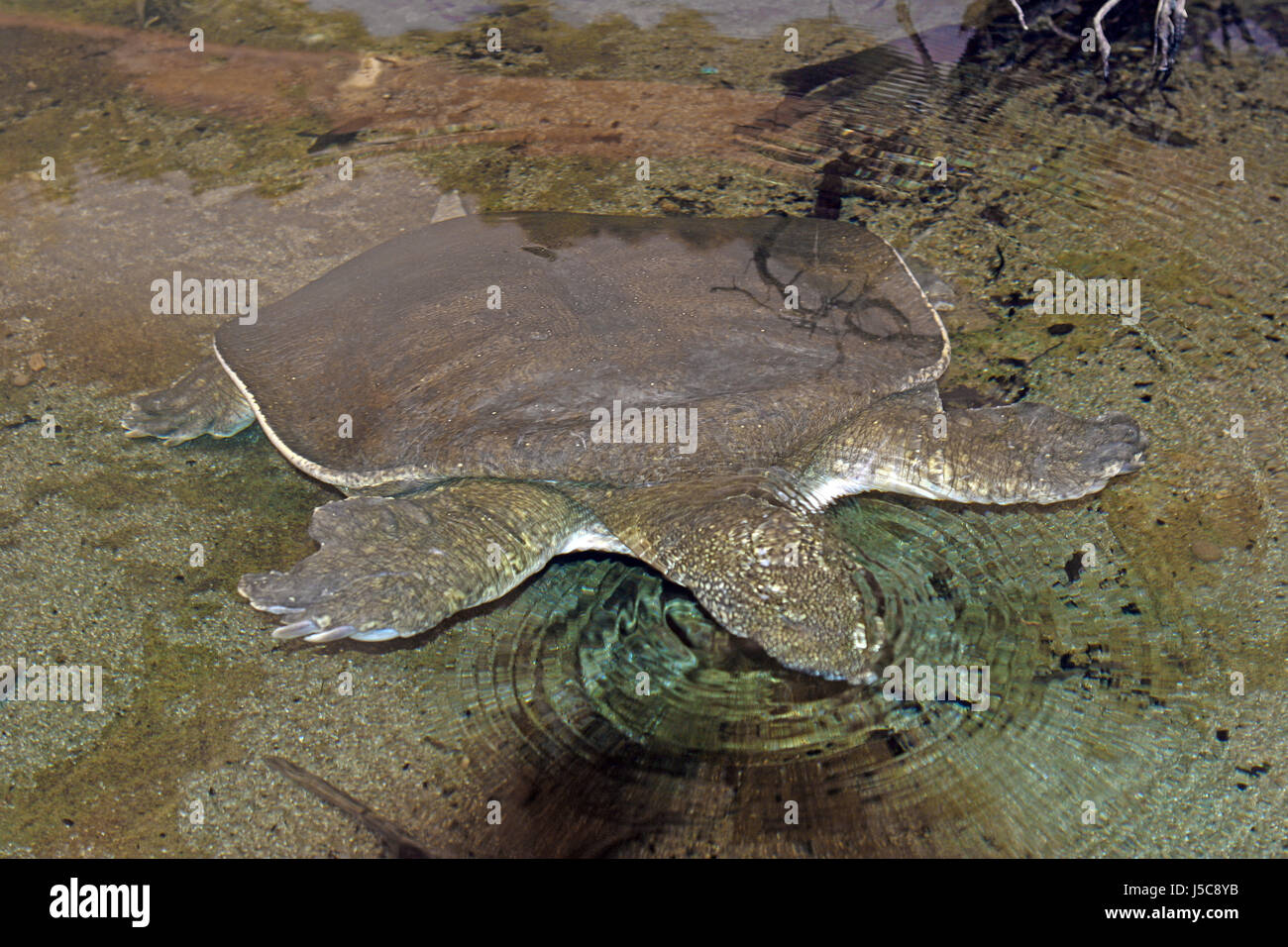 waves bushes mirroring turtle water swimming swiming swim swims to do ...