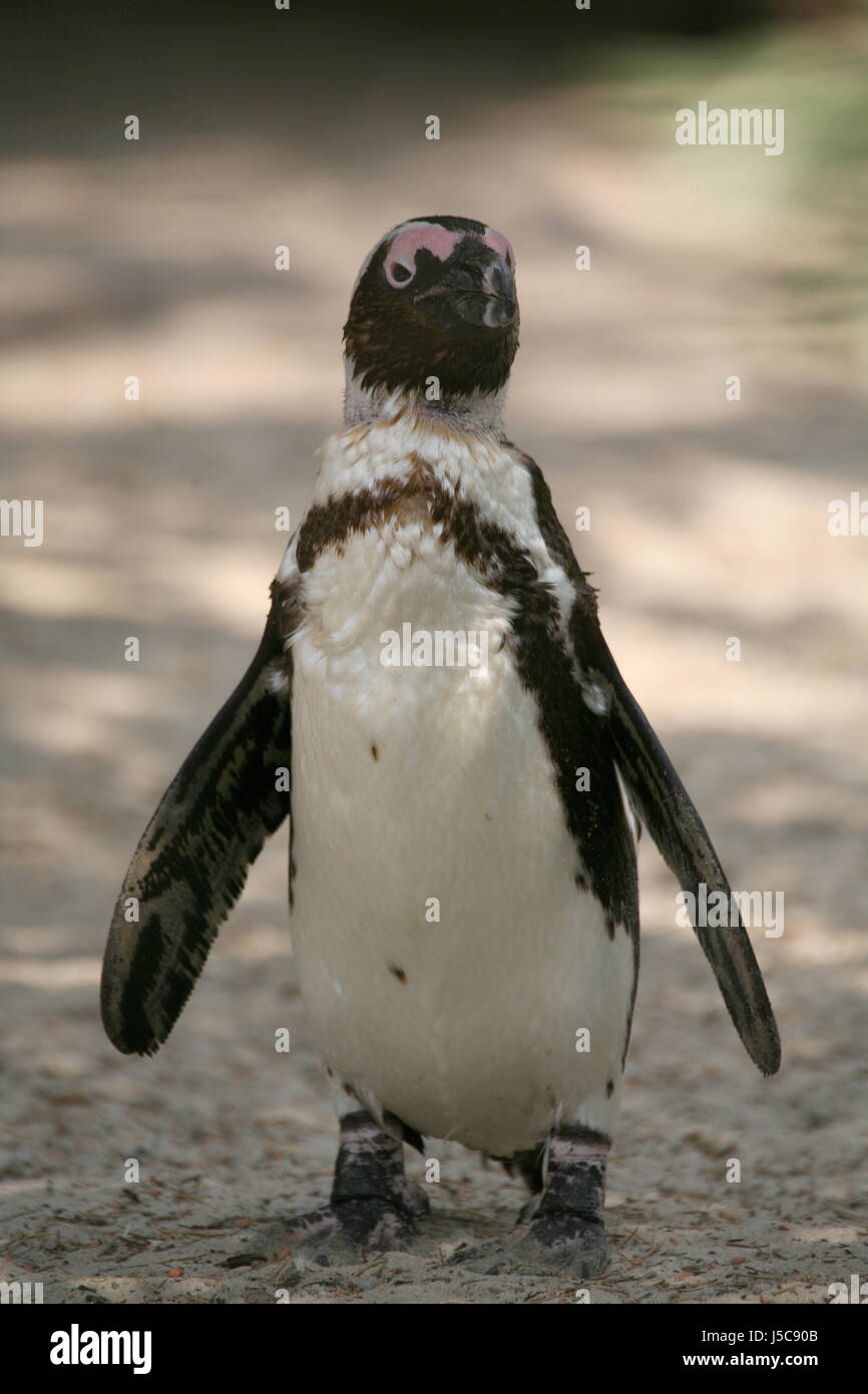 bird fauna birds witty penguin flightless cursorial birds ...