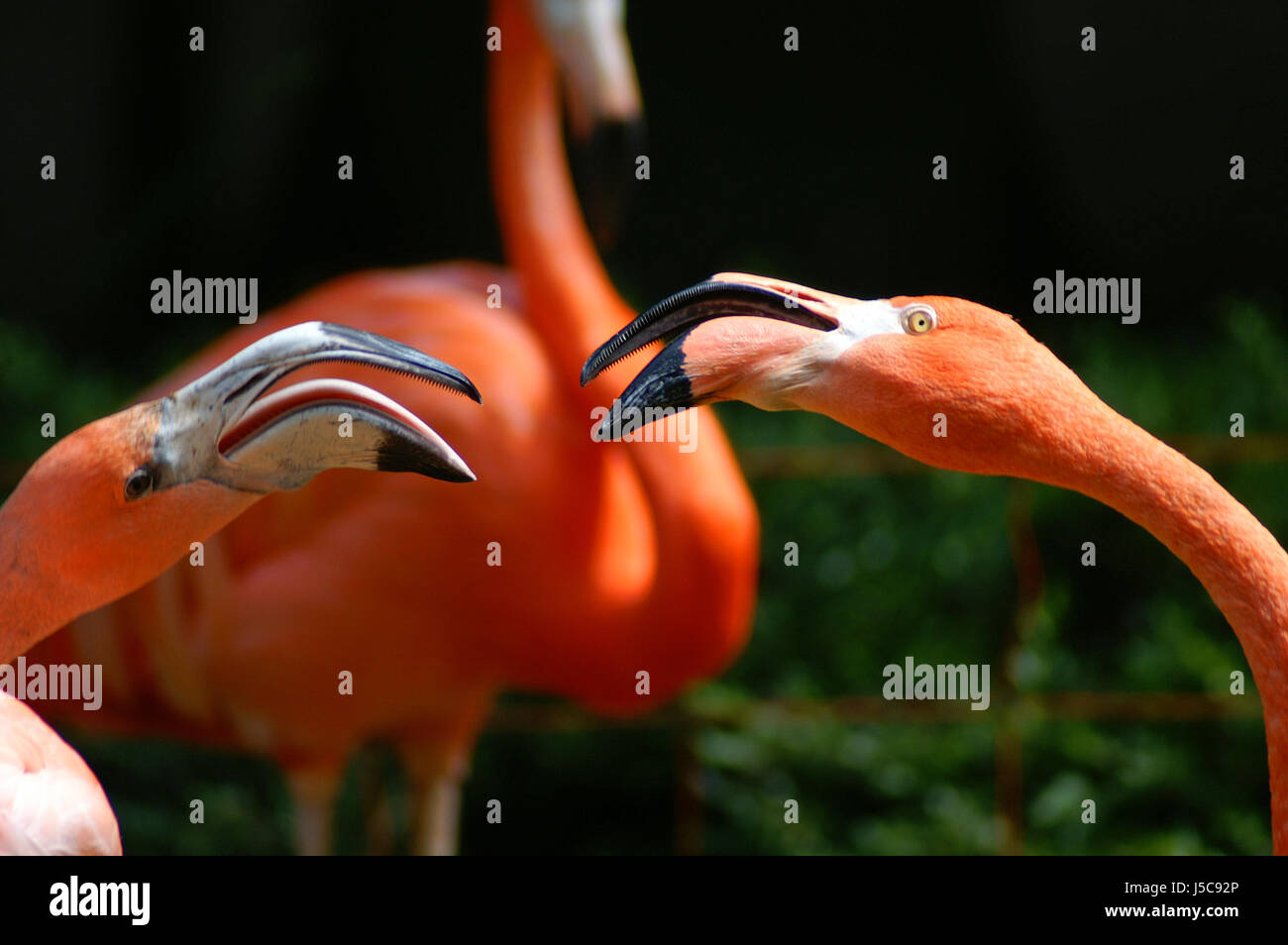 bird animals birds animal portrait beak exotic feathering duel beaks ...