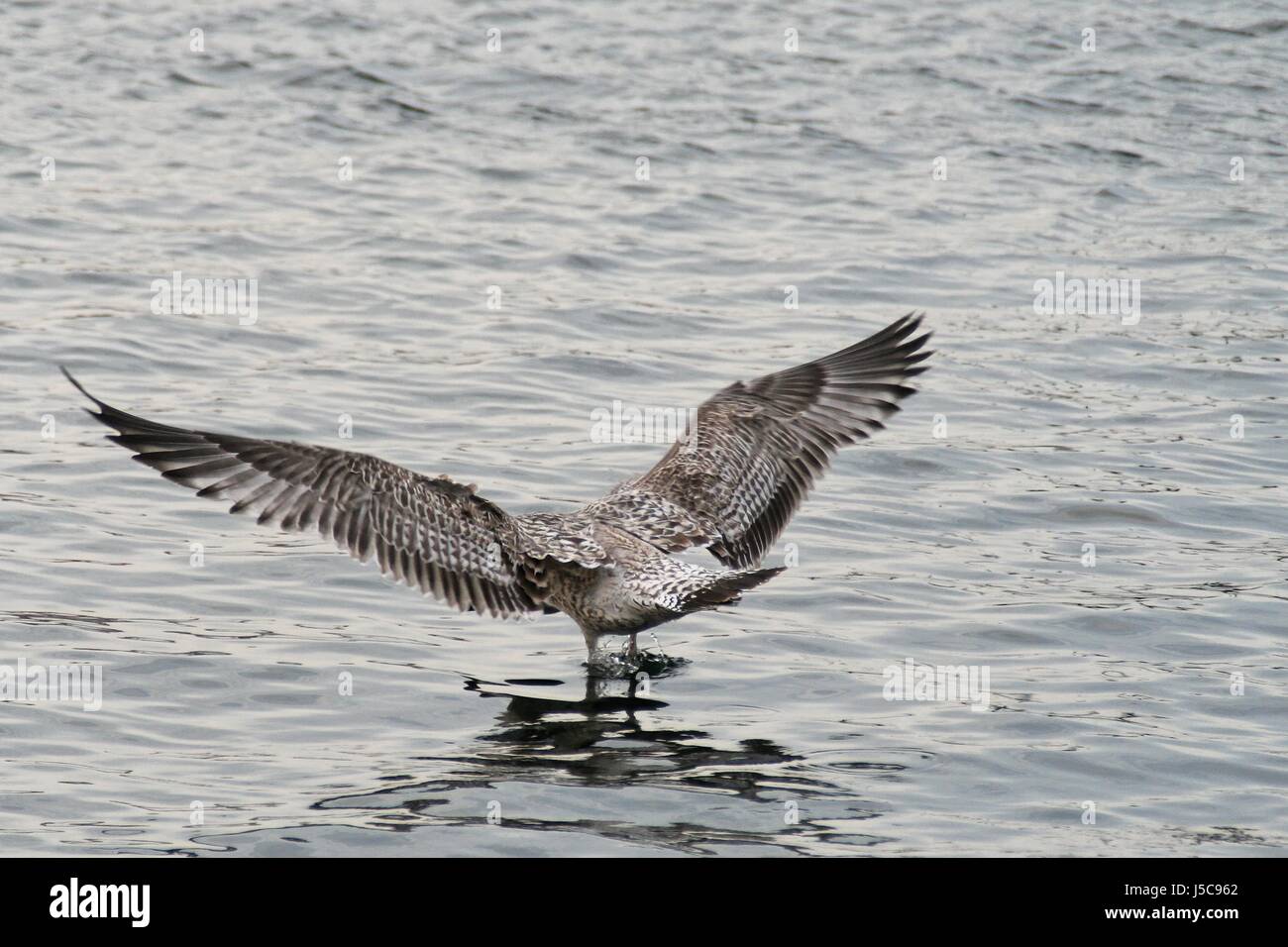 flight bird birds landing land draw up salt water sea ocean water fly ...