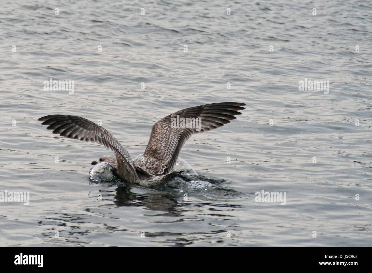 flight bird birds landing land draw up salt water sea ocean water fly ...