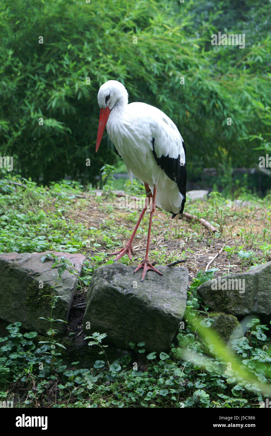 animal bird birds zoo feathering superstition pictogram symbol ...