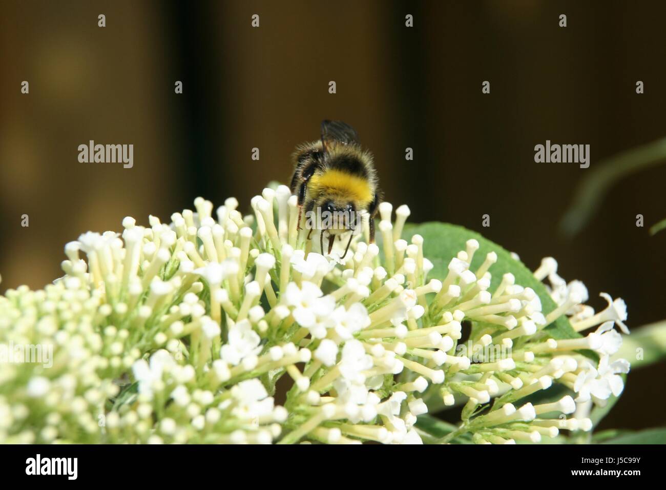 garden insect bumblebee bloom blossom flourish flourishing wildlife ...