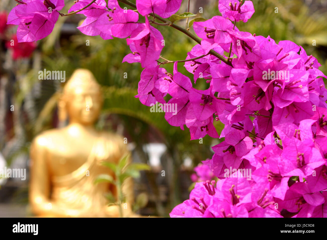 religion tree statue bloom blossom flourish flourishing asia buddha ...