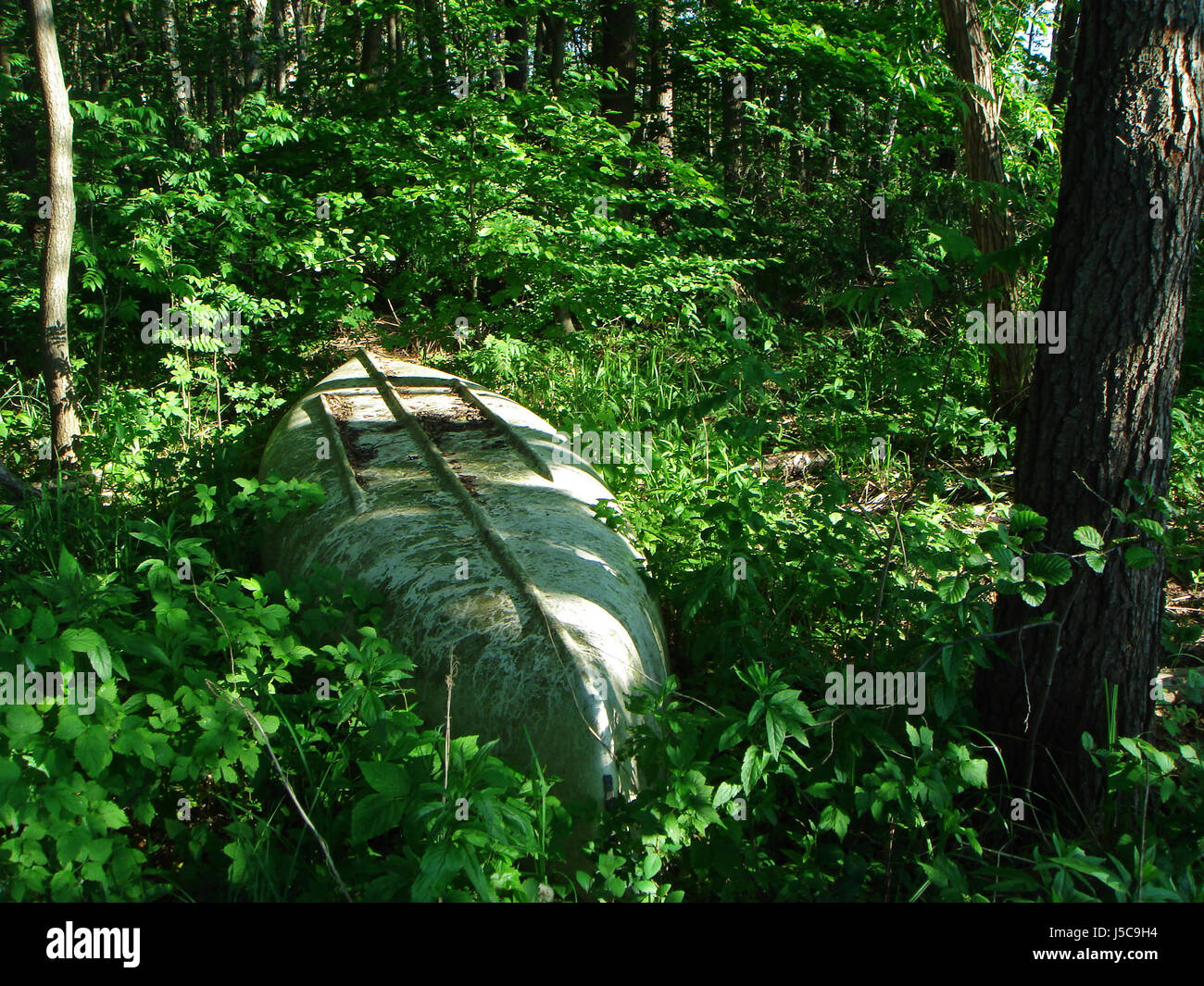 tree trees plant ailing bushes bush kayak olden rowing boat dirty keel ...