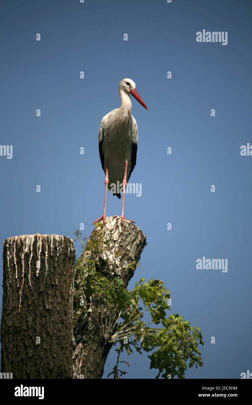 blue tree bird leaves black swarthy jetblack deep black birds blank ...