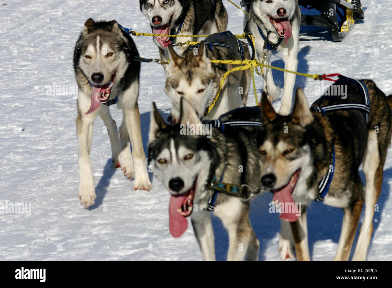 sport sports winter cold dogs sledge dog sledding nerveless tongues ...