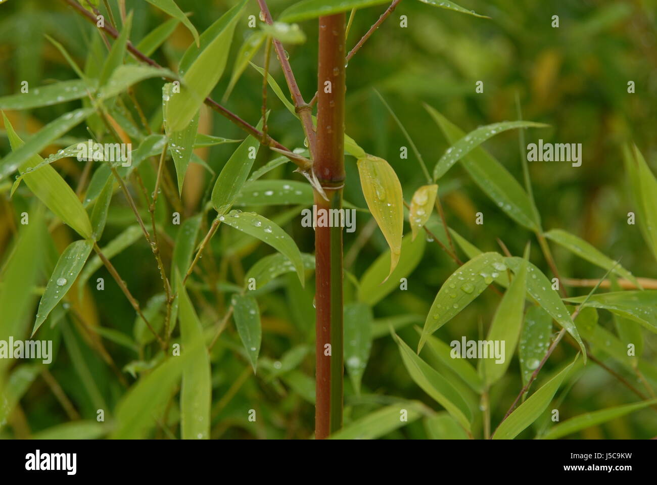 leaf green asia leaves bamboo blades frondage taiwan japan grove woody ...