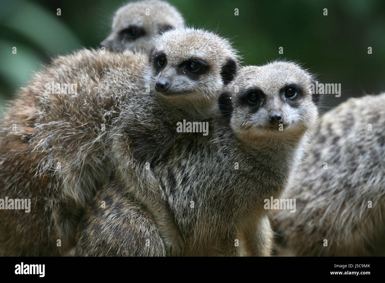 mammal watchful witty hairy mammals predator snappily meerkat meerkats ...