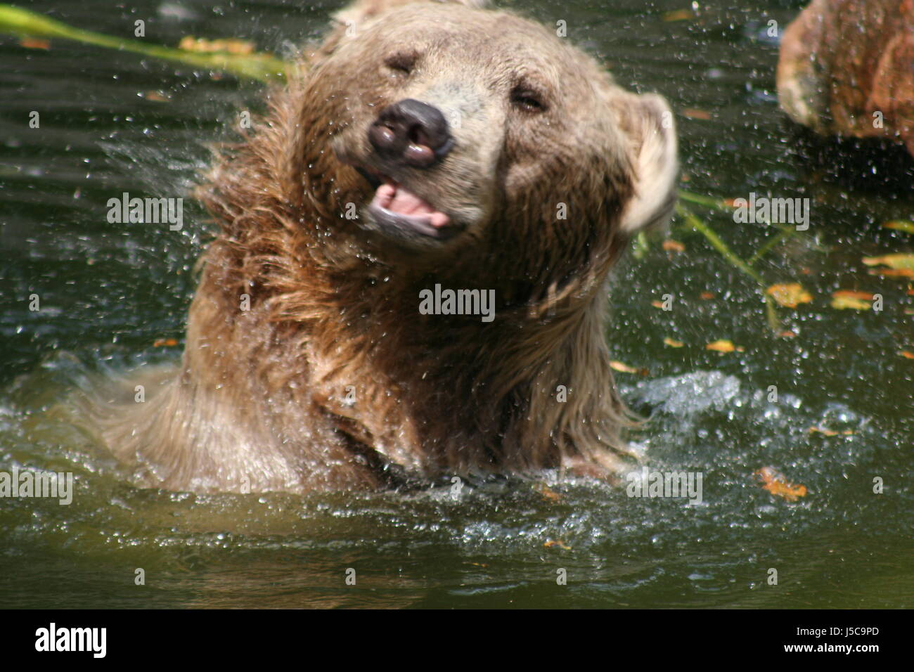 animal bear skin wet squirt rage wild animal defaced water splashes ...