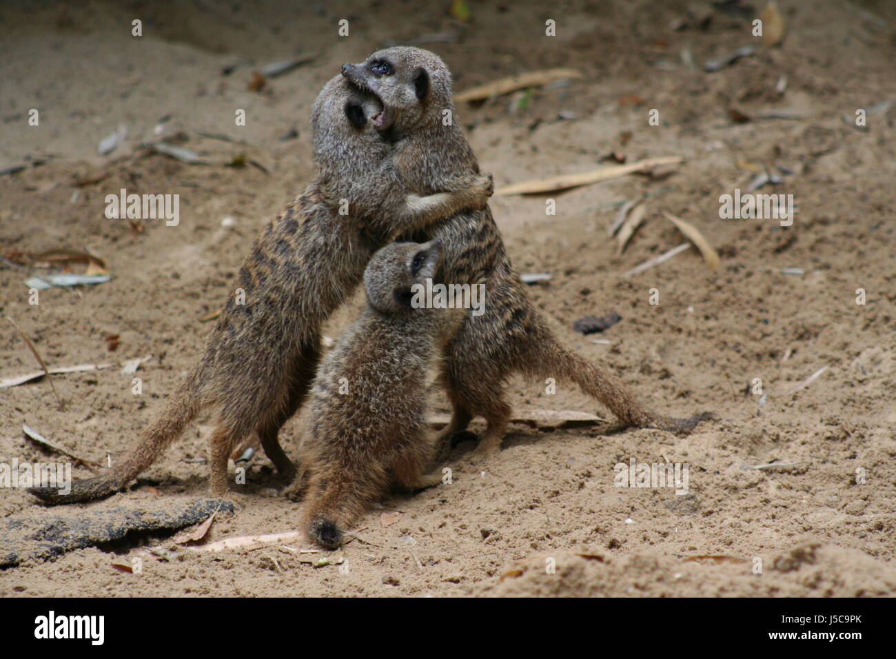 mammal green witty soft skin embrace rage bite snappily caress sandy ...