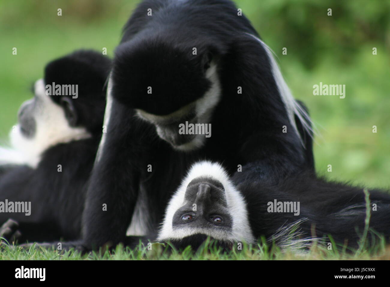 animal africa monkey black swarthy jetblack deep black lie lying lies ...